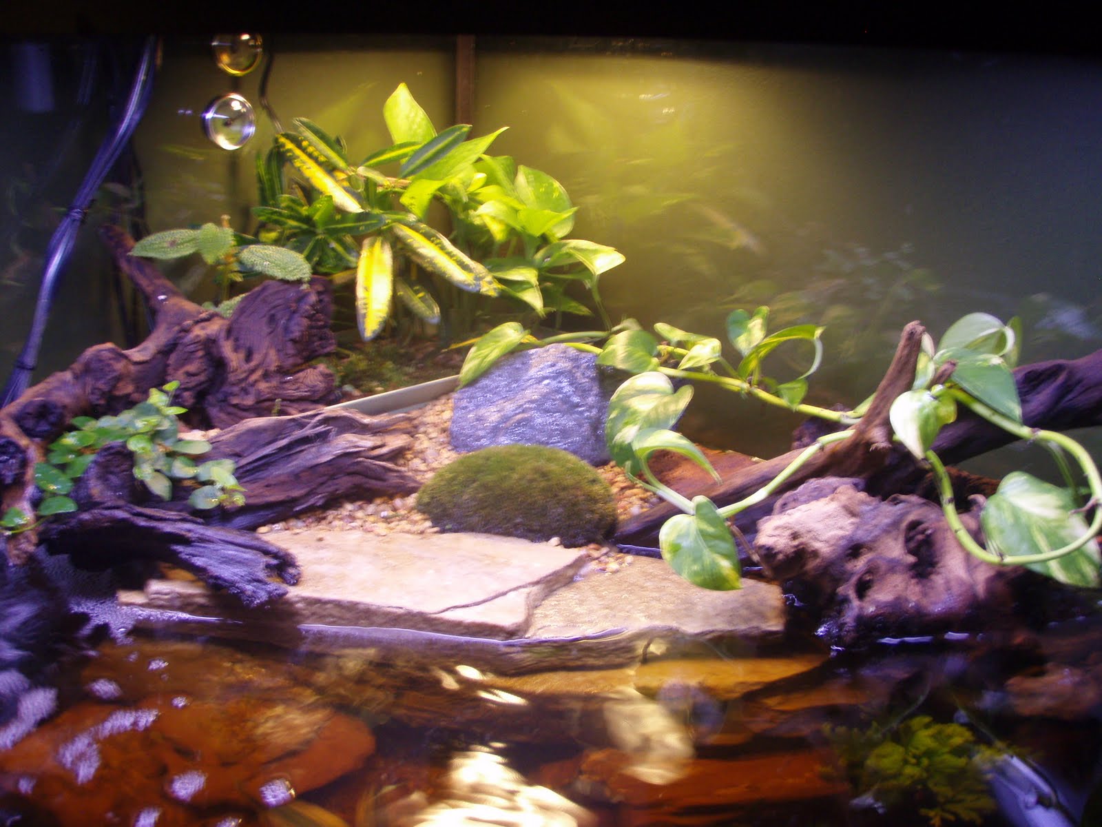 Saint Brian's Chronicles: River Tank Aquarium