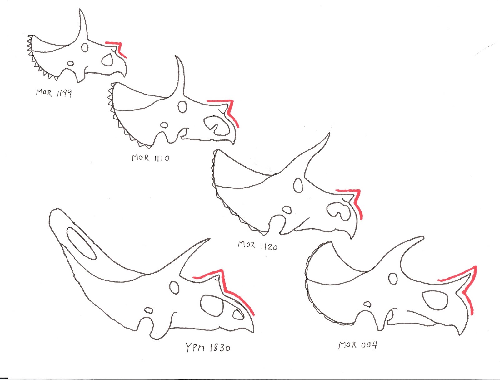 When Pigs Fly Returns: Torosaurus latus is not Triceratops sp.