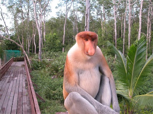 Xplore-Asia News and Updates: Labuk Bay Proboscis Monkey Sanctuary