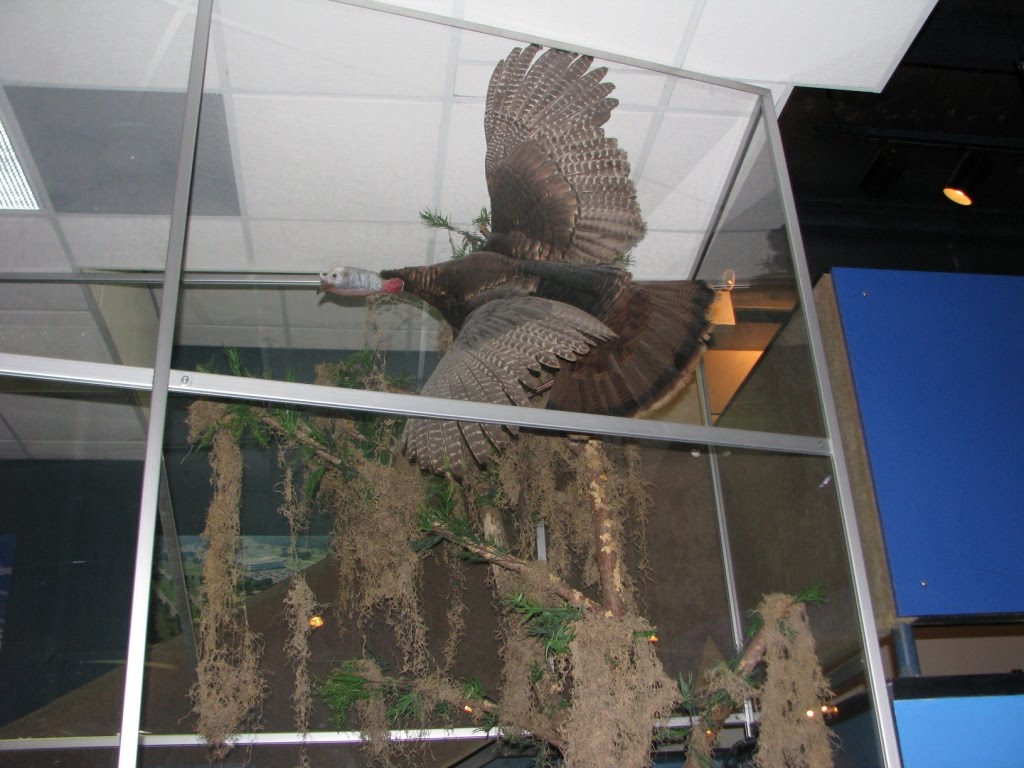 3 Dog Days: The StenniSphere!