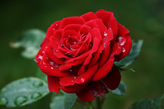 MOON FLOWER'S STORY COLLECTION: 18. The Proud Red Rose