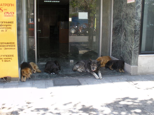 Changing Courses by Edee Dalke: Greek street dogs