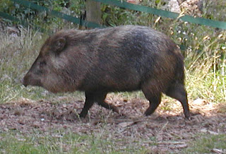 Mi Fauna Pacífica: TATABRO