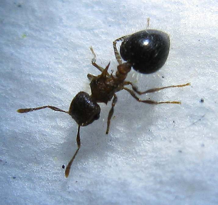 Photos and Info on Ants and Termites of Malaysia: Meranoplus