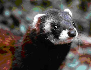 Mustélidos 1102: mustélidos: Caraterísticas Generales y clasificación