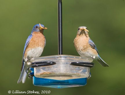 STOKES BIRDING BLOG: Feeder Friday; Feeding Bluebirds
