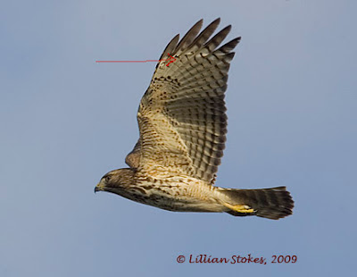 STOKES BIRDING BLOG: Learn to ID Juvenile Hawks in Flight