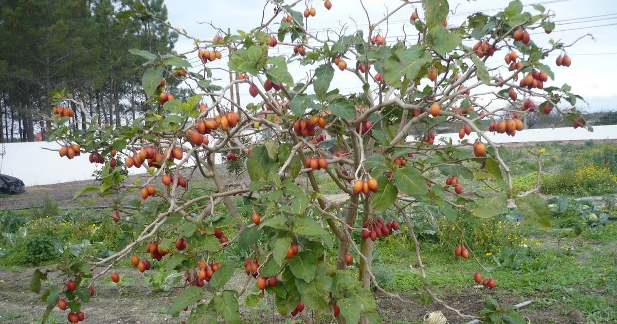 Espaço do João: Tamarilho
