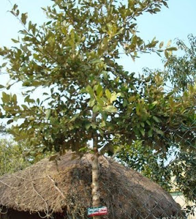 Il Bangladesh in Italia: La tigre reale del Bengala e le Sundarbans, la ...