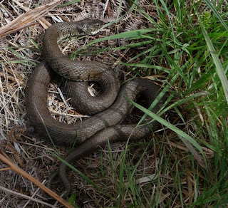 Gower Wildlife: Last chance to see this year – the grass snake