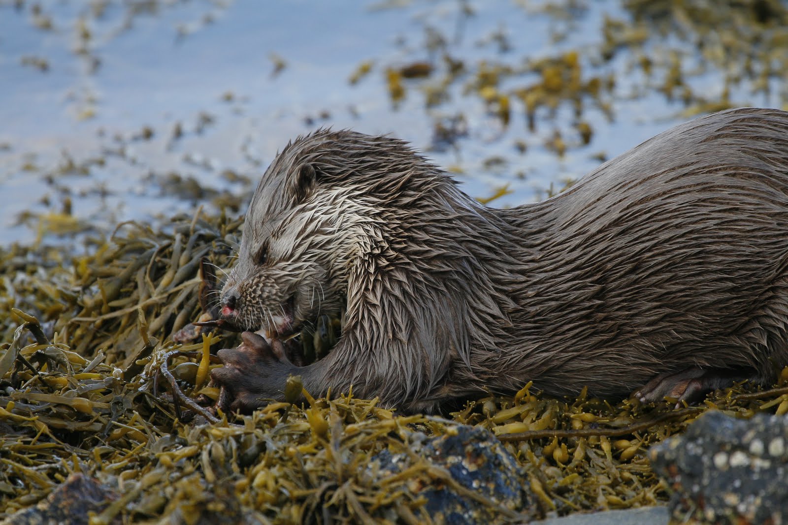 Gower Wildlife: Have you seen an otter on Gower?