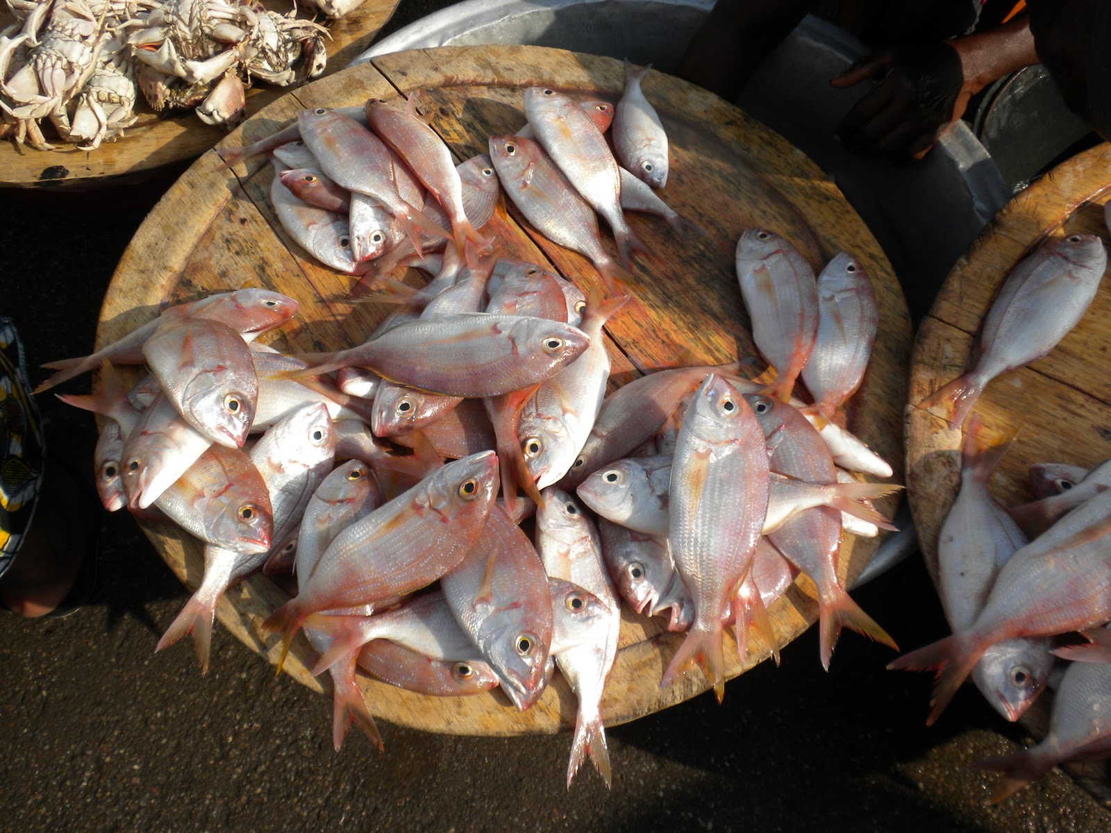 One Couple's Adventure in Africa: Something Fishy