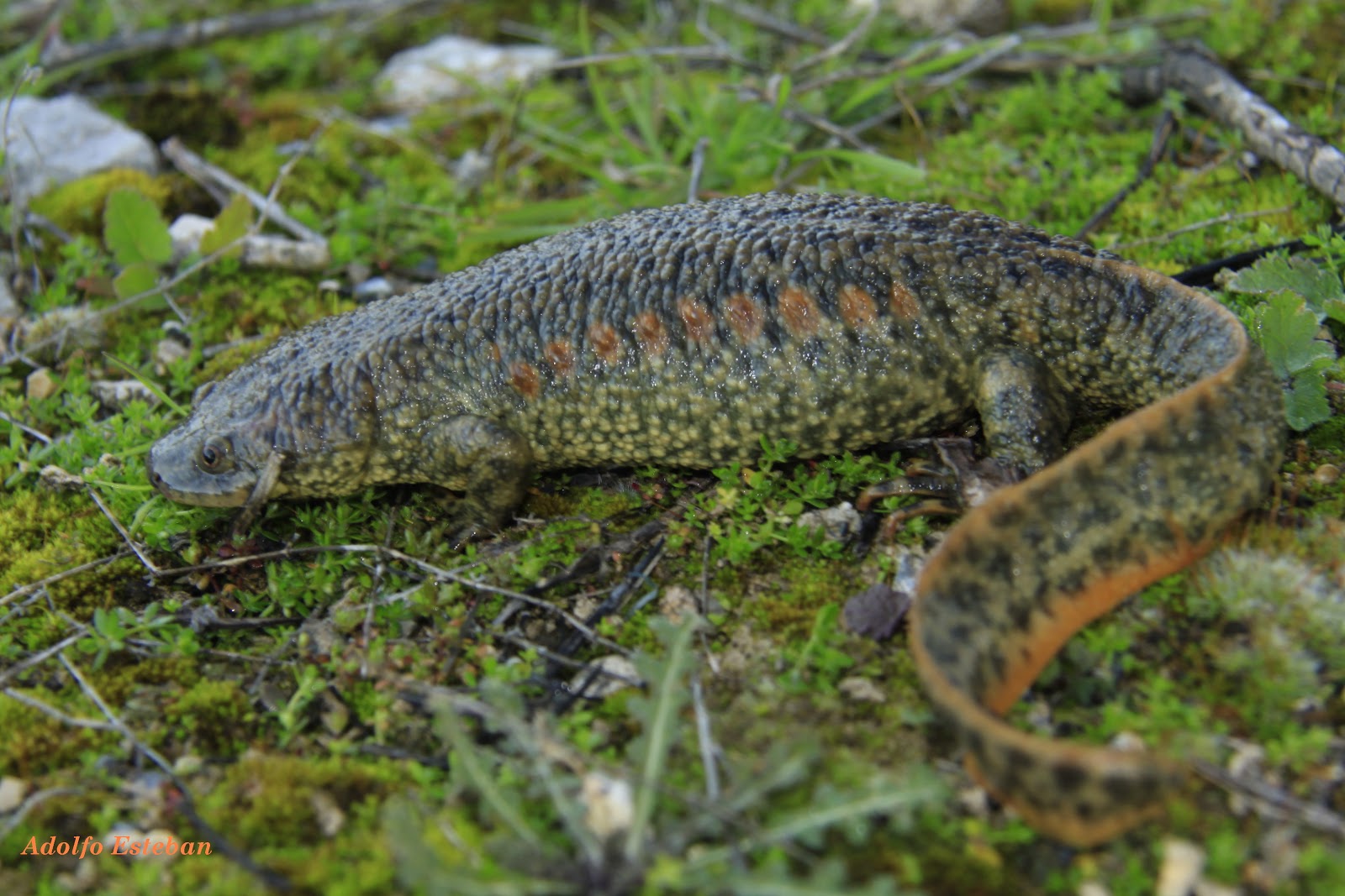 Asociación Herpetológica Granadina: NUEVO NUCLEO DE GALLIPATO EN GRANADA