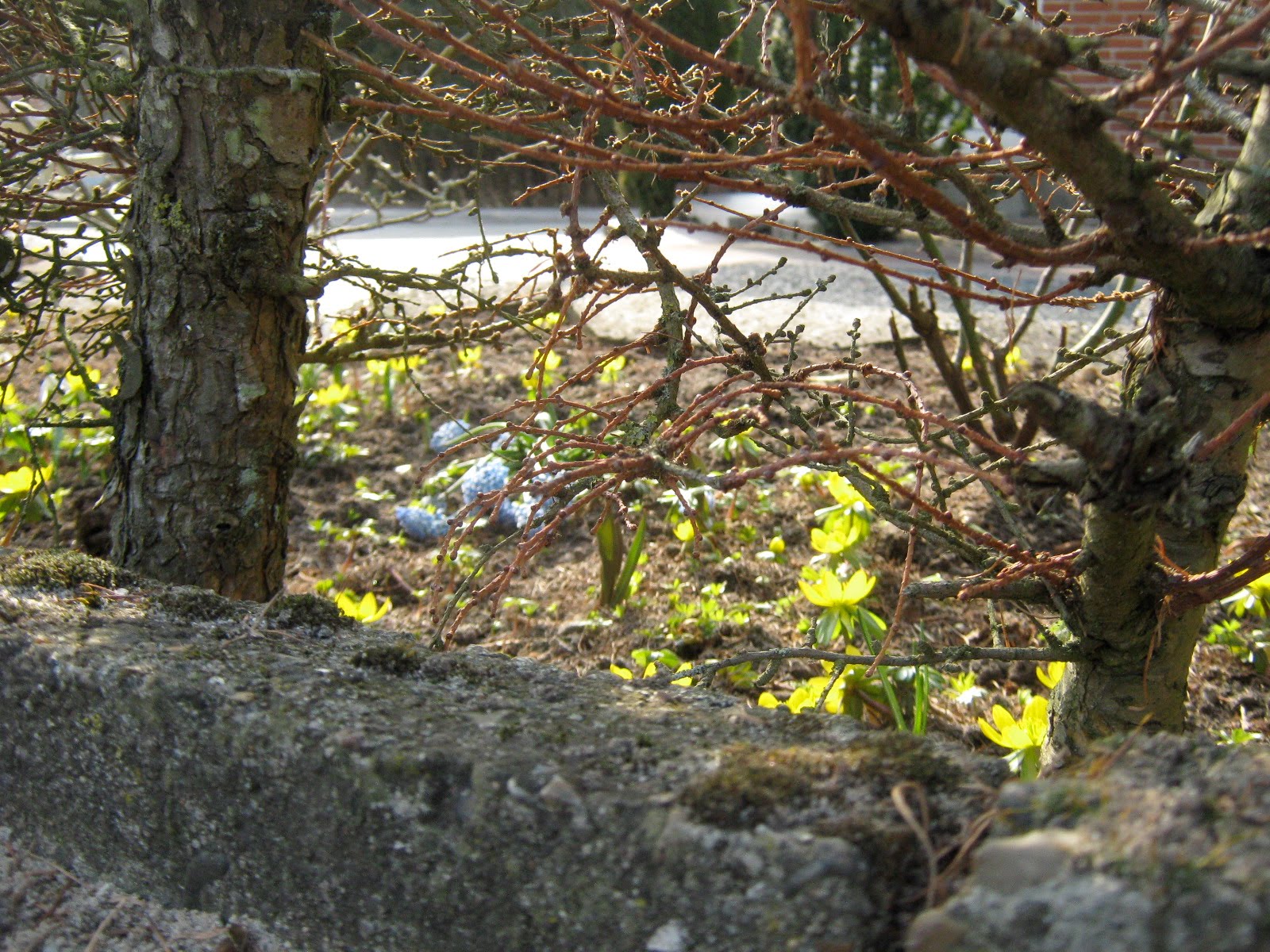 Eating in Denmark: Early Spring in Denmark