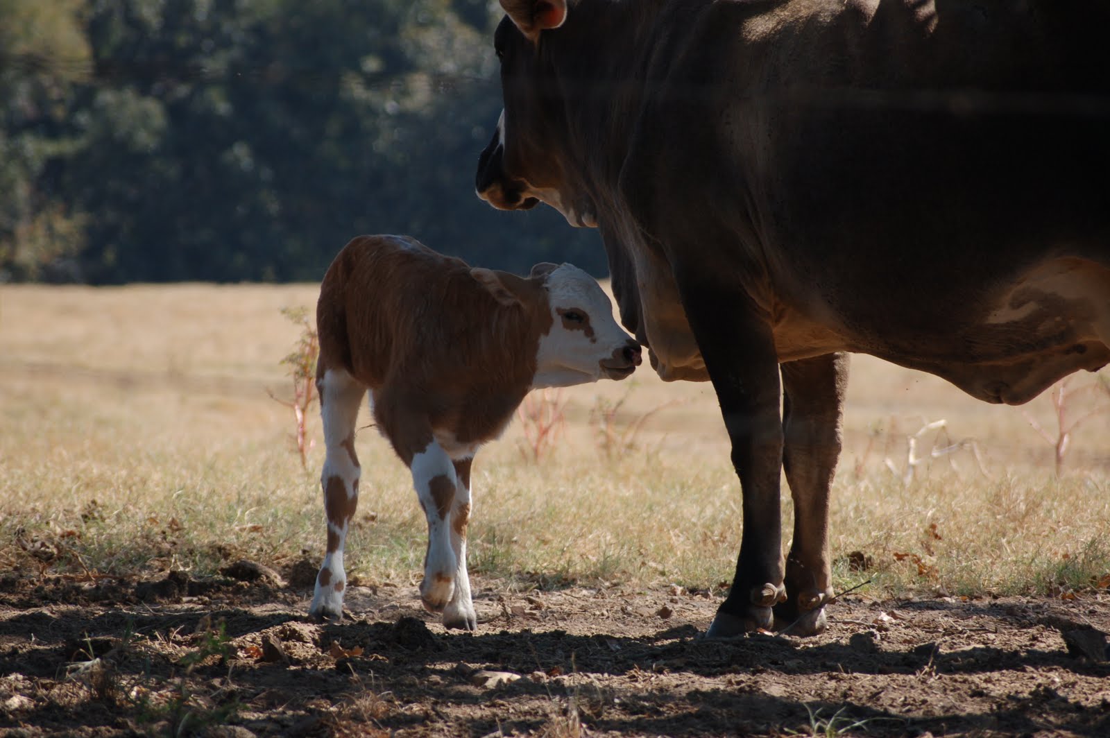 Becky's Barnyard: My New Baby Calf