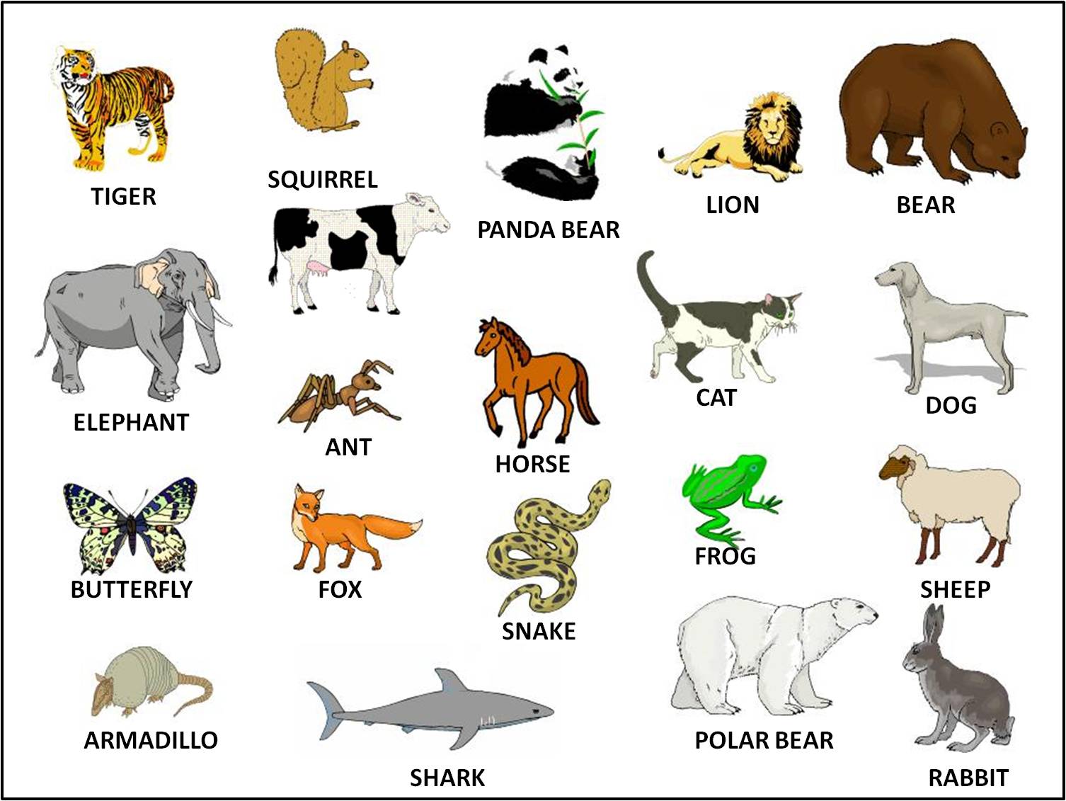 Animals english - Imagui
