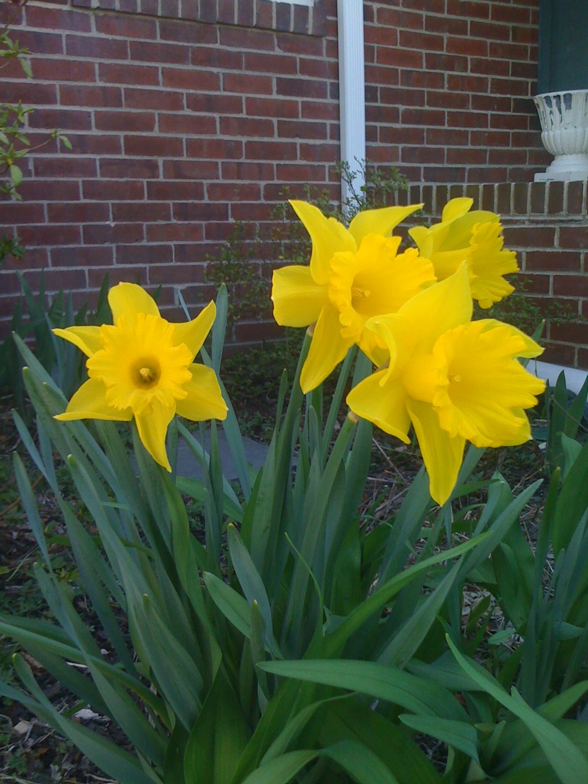Diabetesaliciousness © 2007 - 2022: Embrace The Daffodils