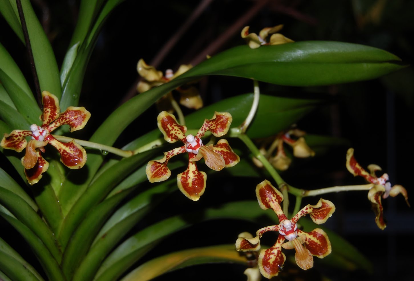HOA PHONG LAN VIỆT-VIETNAM ORCHIDS: Vanda