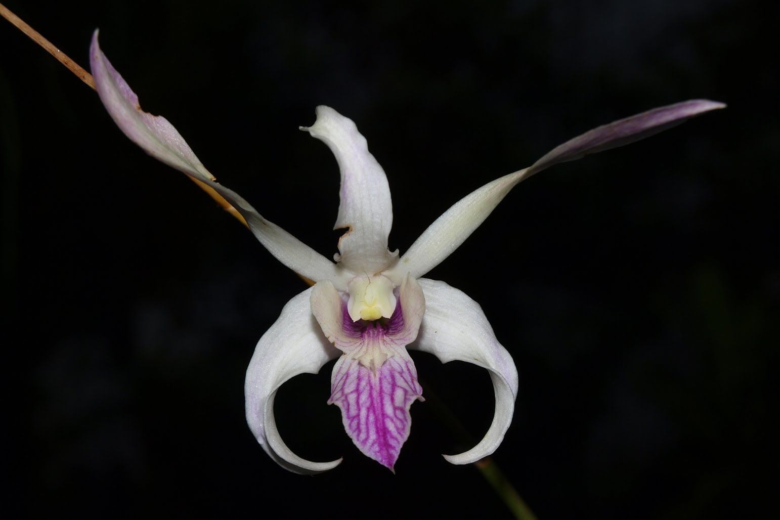 Orchid Hybrid: Dendrobium Caesar