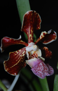 david's orchid species: Vanda tricolor