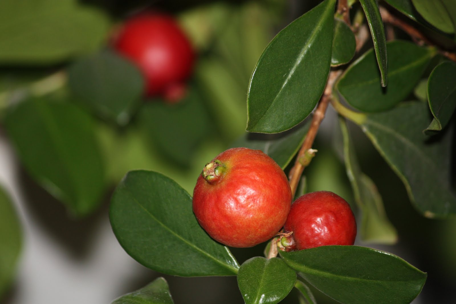 Life Documented: "Cat Pee White Flower Tree"