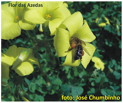 Monte do Mel: O Mel de Laranjeira do ALGARVE