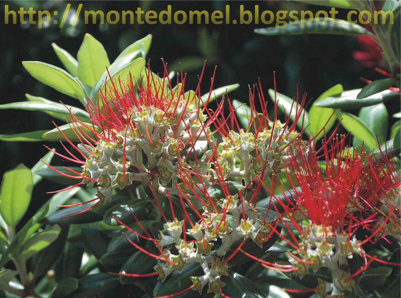 Monte do Mel: Metrosideros excelsa, uma “invasora” bem vinda…