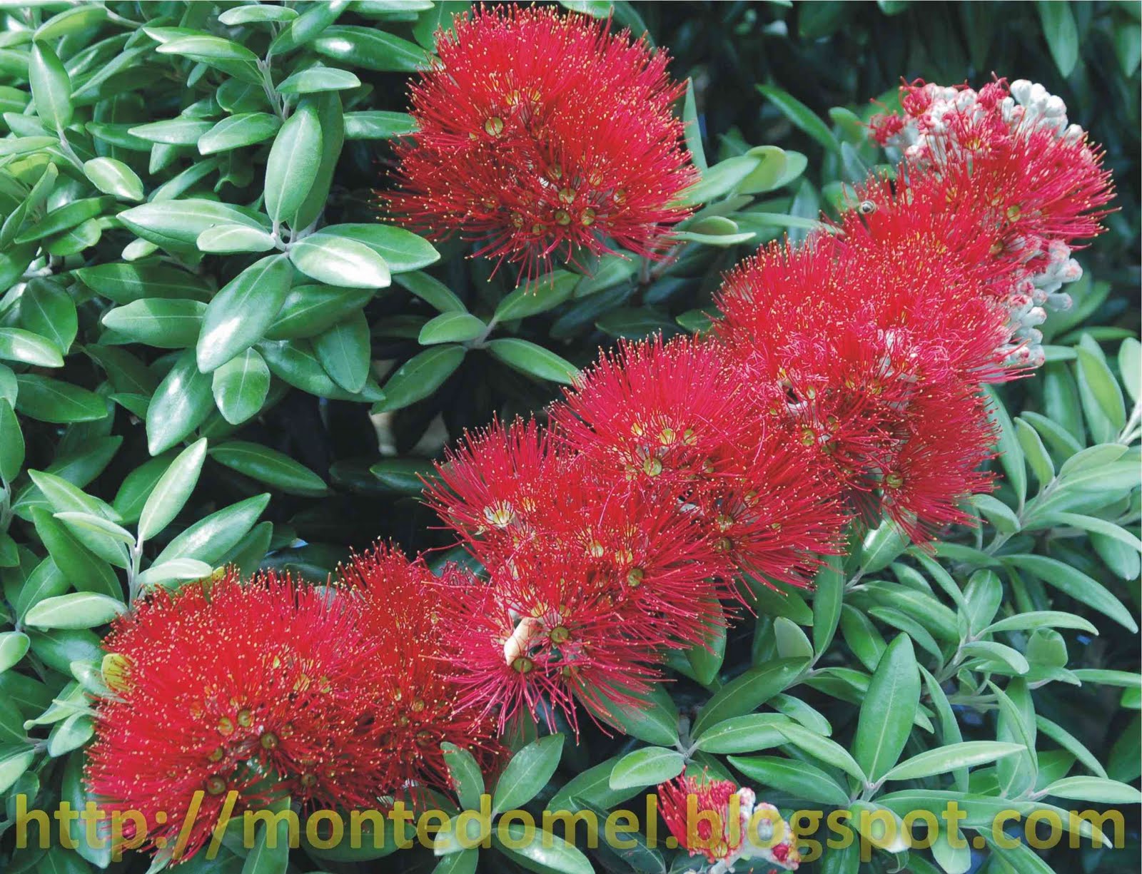 Monte do Mel: Metrosideros excelsa, uma “invasora” bem vinda…