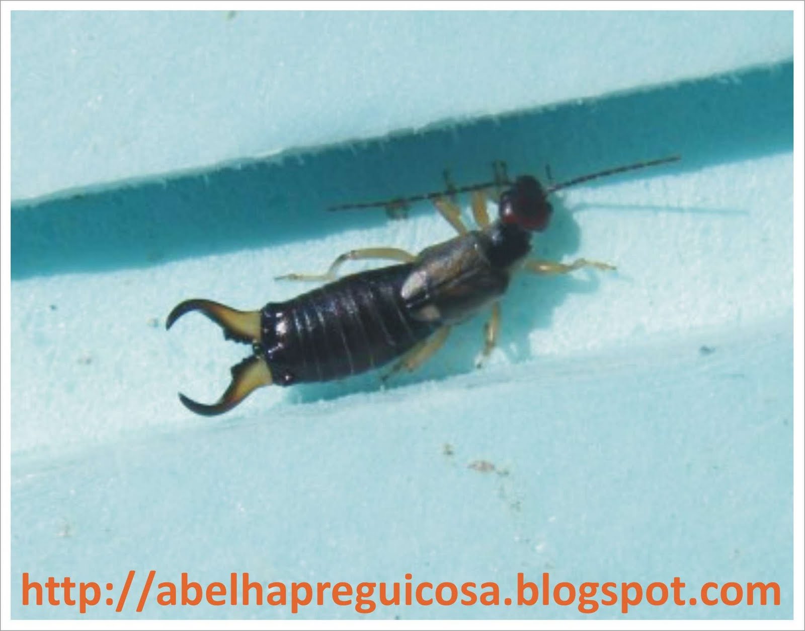 Monte do Mel: A Colmeia de “Noé”…