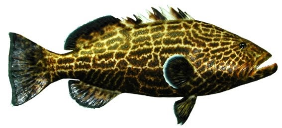 Flavors of Brazil: Sirigado = Badejo