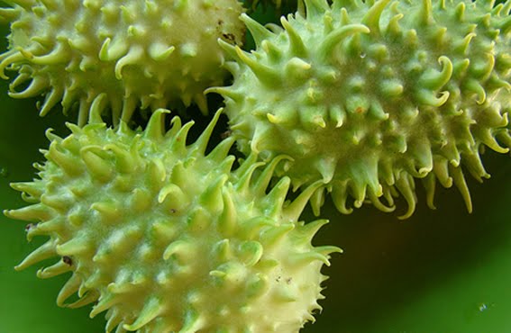 Flavors of Brazil: Maxixe - A Vegetable and a Dance