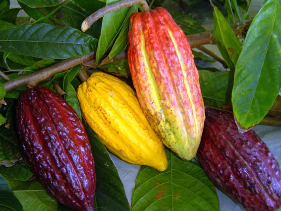 Flavors of Brazil: The Roots of Chocolate - The Cacaueiro Trees of Bahia