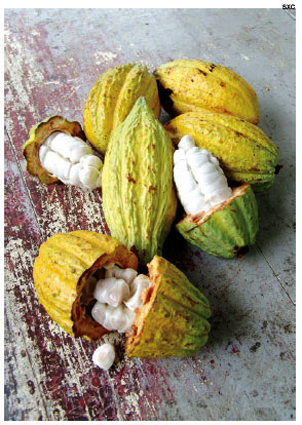 Flavors of Brazil: The Roots of Chocolate - The Cacaueiro Trees of Bahia