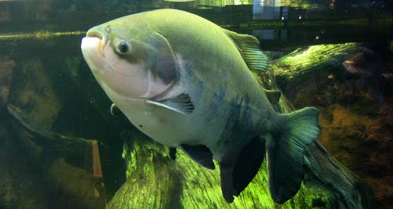 Flavors of Brazil: The Pacú - The Piranha's Delicious Cousin