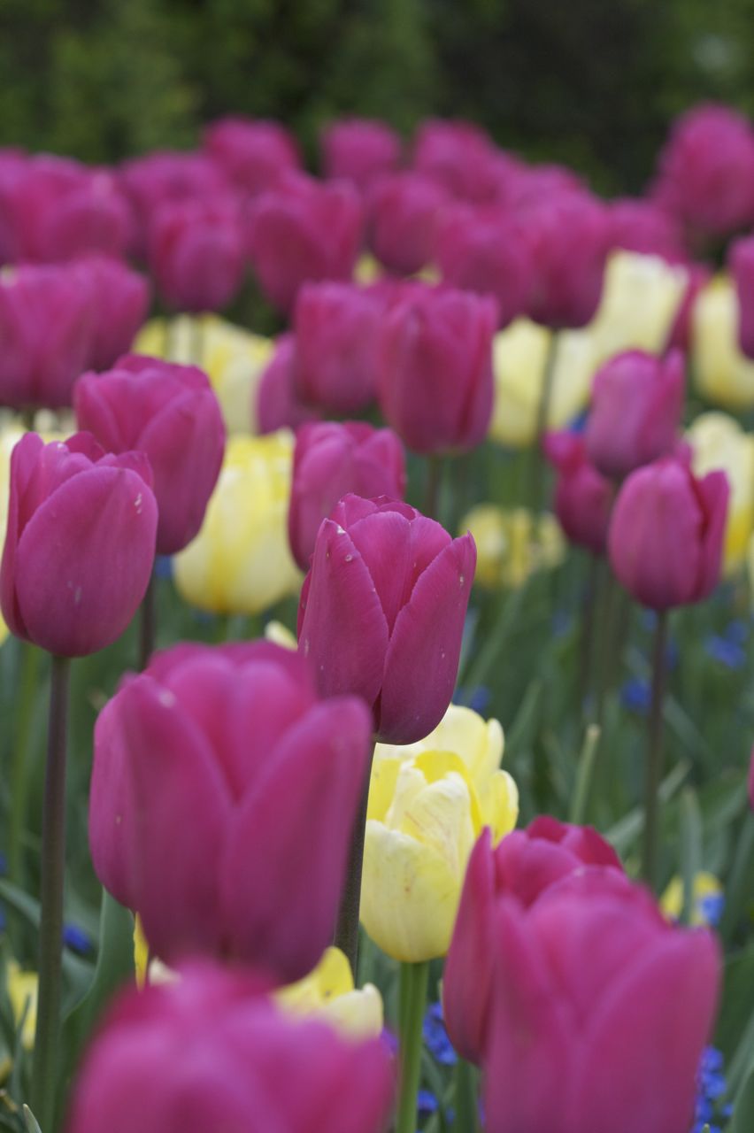 A Day In The Life...: Butchart Gardens in Victoria, BC