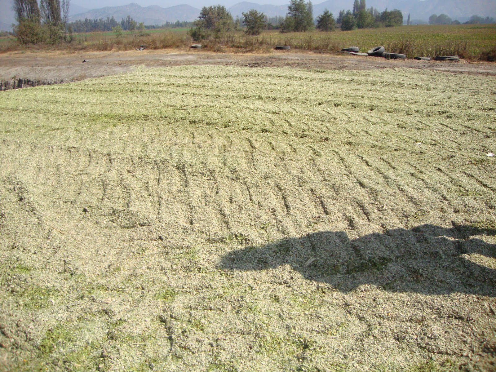 Desafíos de la Agricultura.: Proceso de Ensilaje