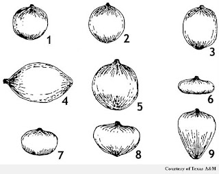 All Things Onion....: Onion Shapes
