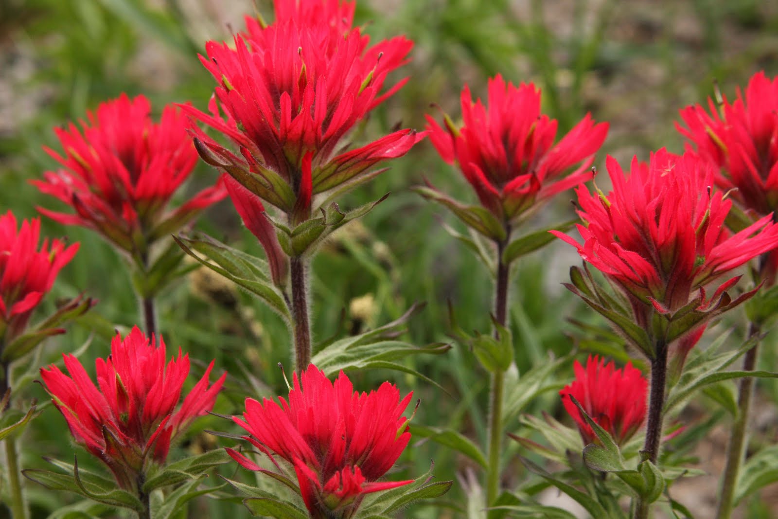 Linda's Lens: Flower Power - Pinnacle Ridge Trail