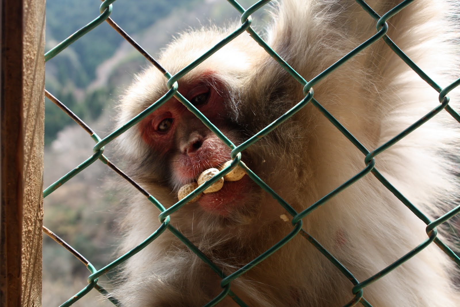 Mary and Sean's Adventures Abroad: Monkeys Observe Humans Inside Cages ...