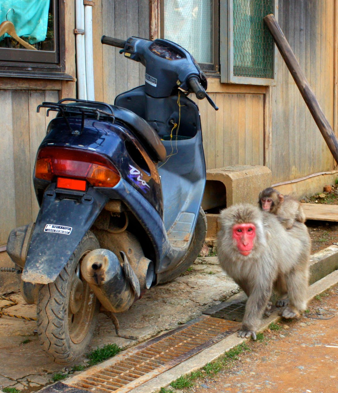 Mary and Sean's Adventures Abroad: Monkeys Observe Humans Inside Cages ...