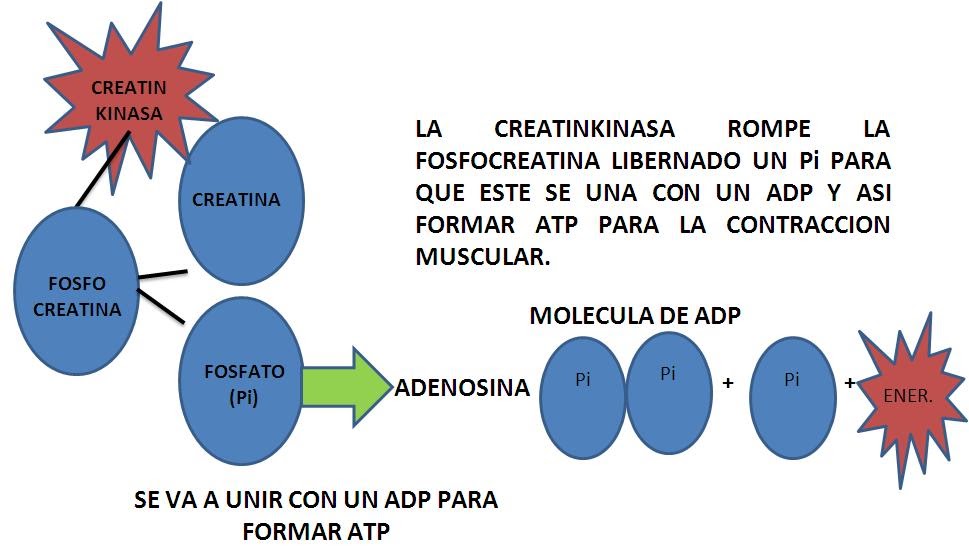 NNF SCIENCE: Creatina 1: Conociendo a la creatina