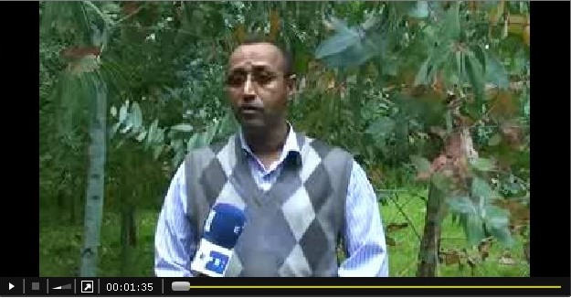 ME:: : Wubalem habla de eucaliptos en Addis Abeba