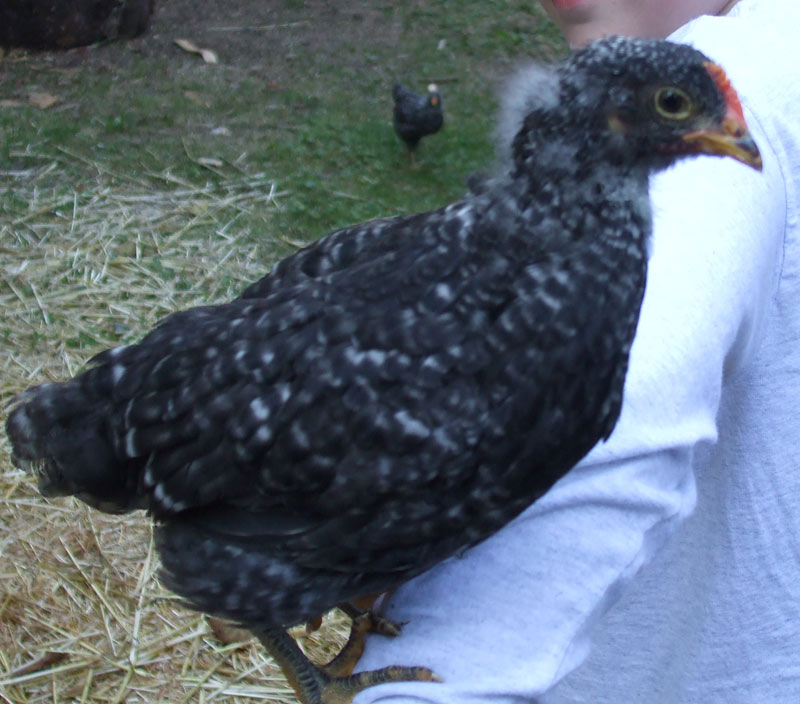 Alaskan Chickens: From Chicks...To Chickens