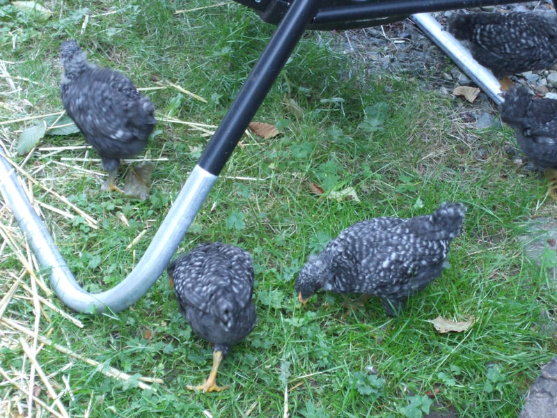 Alaskan Chickens: From Chicks...To Chickens