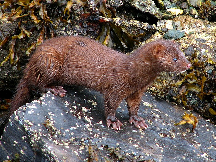 Alaskan Chickens: Predator Proofing and Drainage