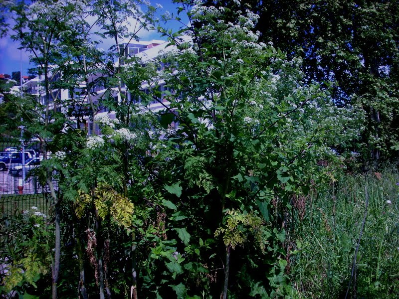 Percursos Químicos: (PQ-CC) Plantas perigosas que podemos encontrar na ...