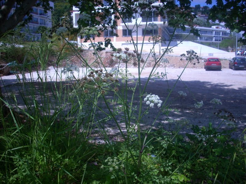 Percursos Químicos: (PQ-CC) Plantas perigosas que podemos encontrar na ...