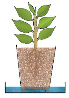 grow plants without soil: Root Mist Technique (RMT)