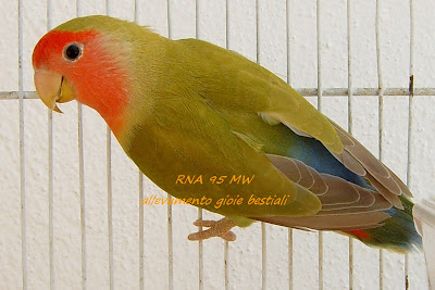 Gioie Bestiali Allevameno Inseparabili Roma: ROSEICOLLIS CANNELLA