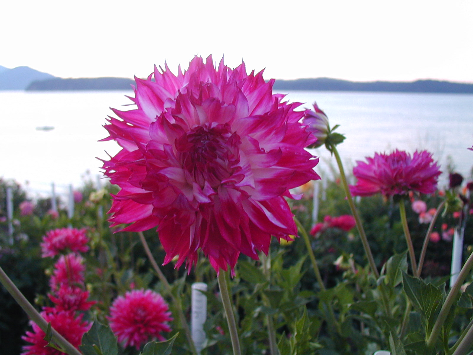 dahlialady: Dahlia tubers $3 each - Contact:dahlialady@wavecable.com